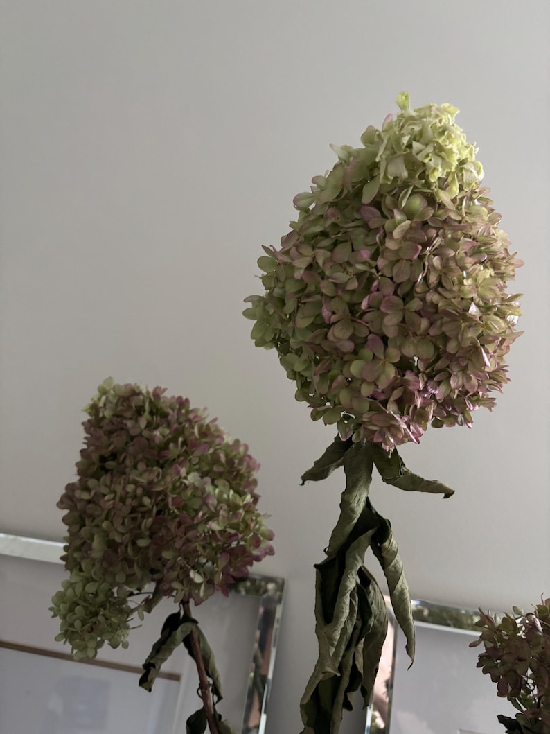 Dried Hydrangeas - Etsy