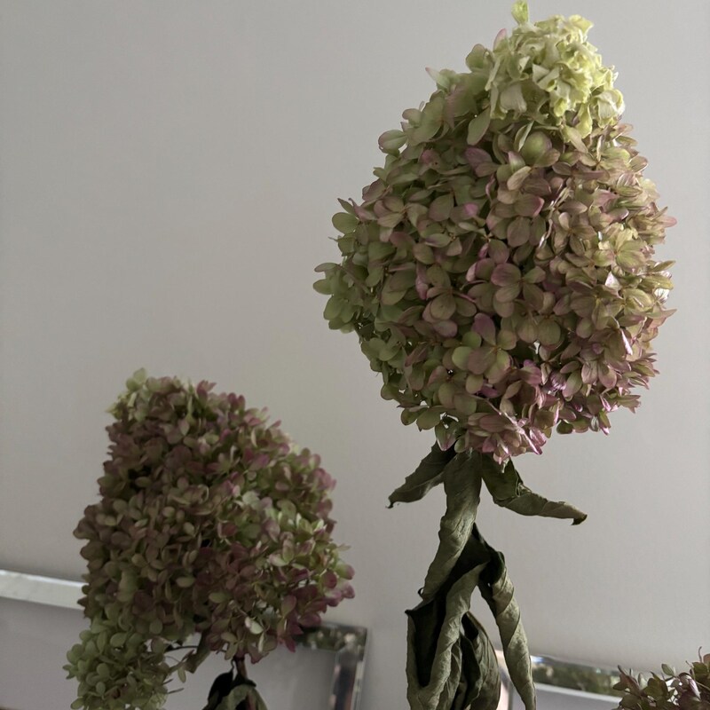 Dried Hydrangeas - Etsy