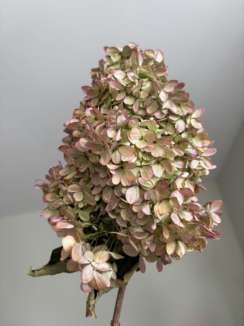 Dried Hydrangeas - Etsy