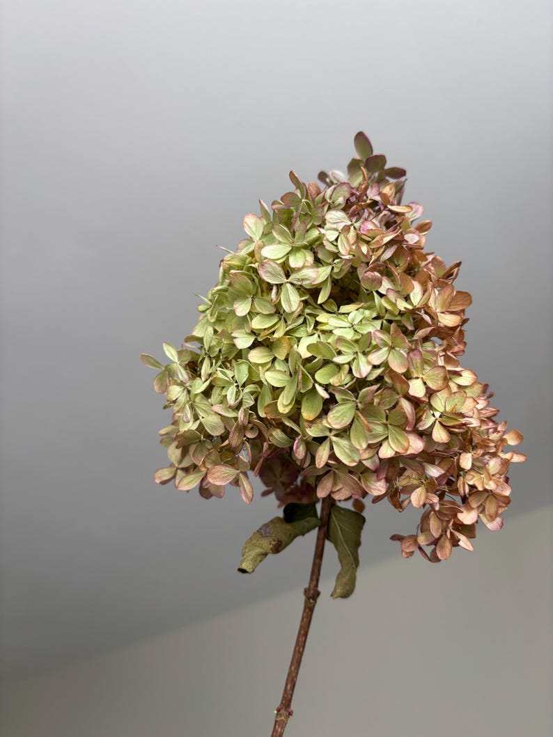 Dried Hydrangeas - Etsy