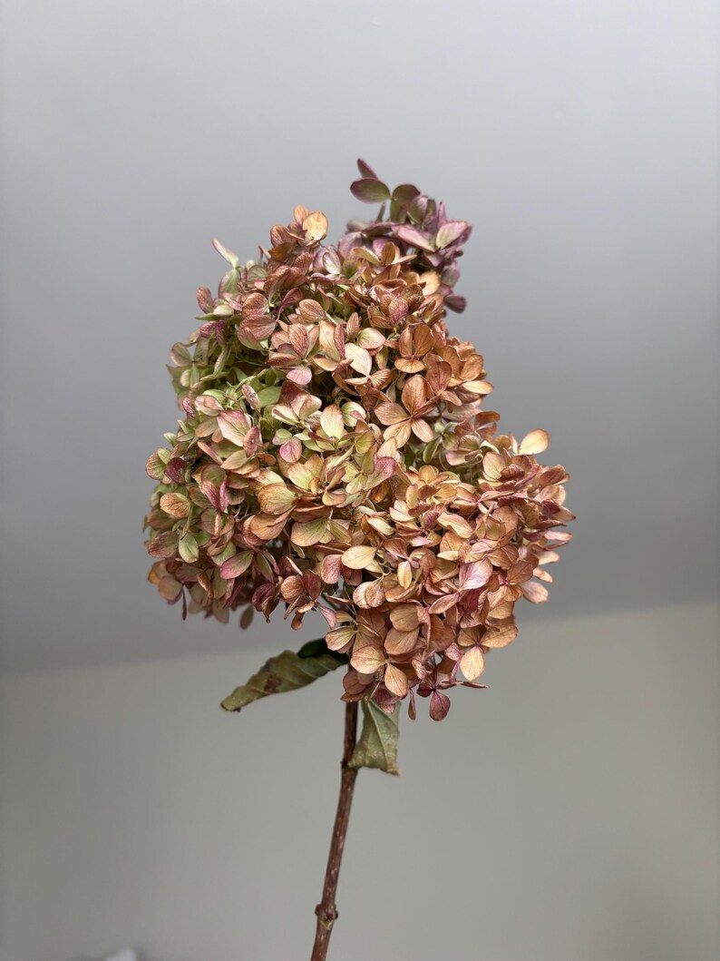 Dried Hydrangeas - Etsy