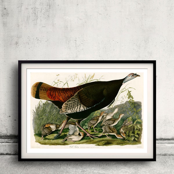 Wild Turkey Poster - Etsy