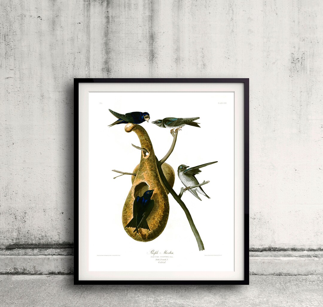 Purple Martin Plate 22 of Birds of America Fine Art Giclée Poster ...