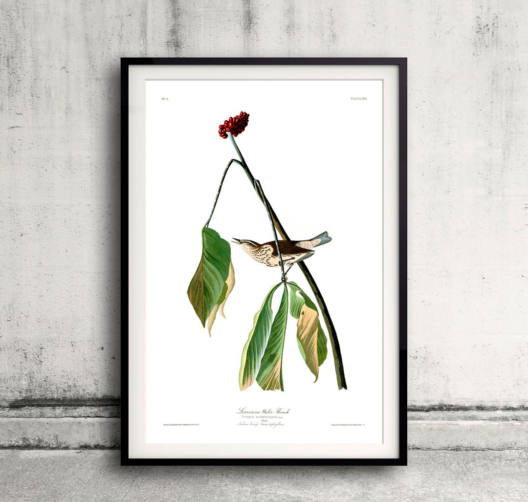 Louisiana Water Thrush Plate 19 of Birds of America Fine Art Giclée ...