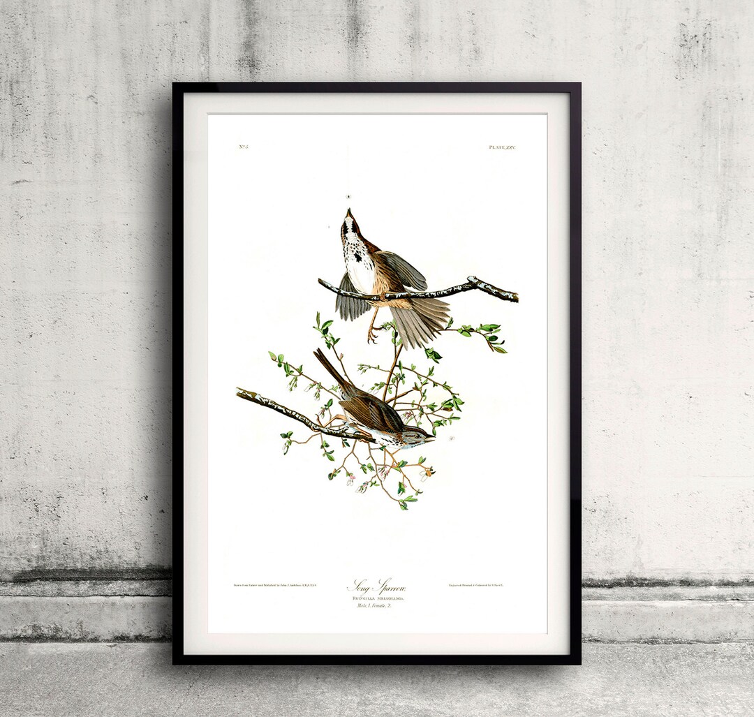 Song Sparrow Plate 25 of Birds of America Fine Art Giclée Poster ...