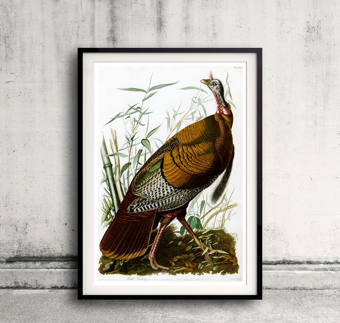 Wild Turkey Plate 1 of Birds of America Fine Art Giclée Poster Digital ...