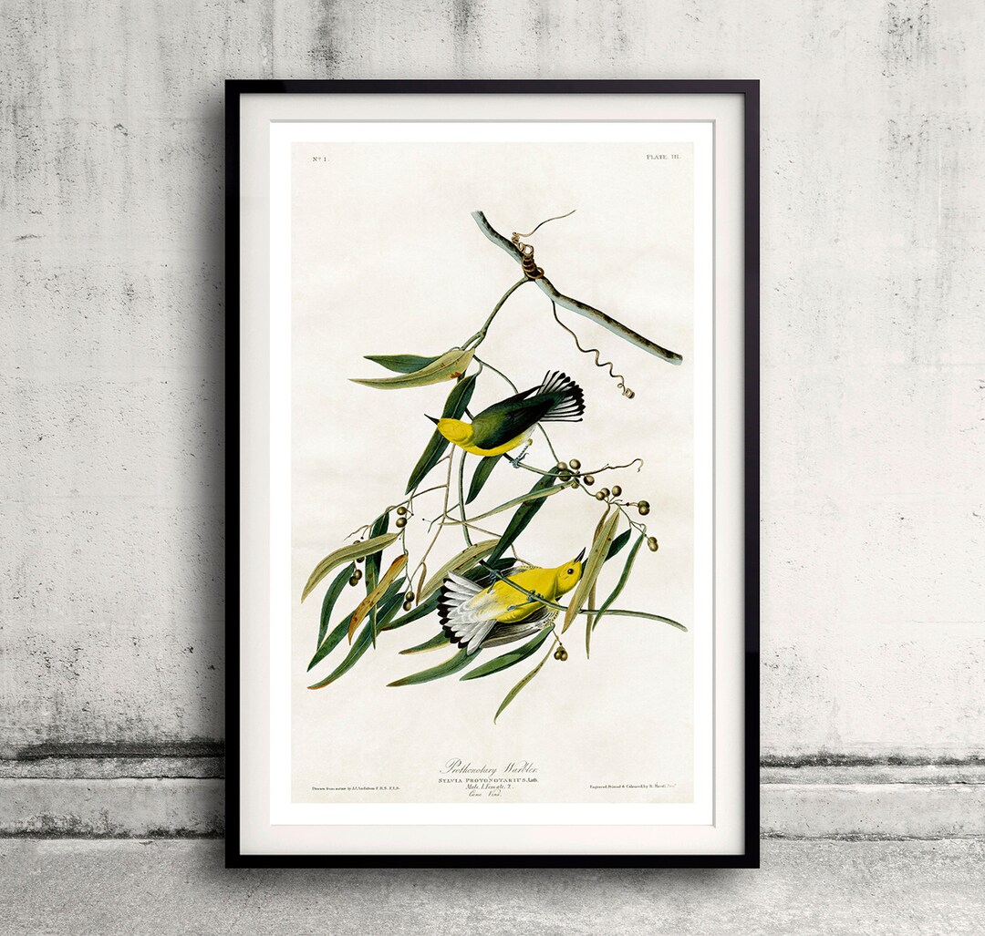 Prothonotary Warbler Plate 3 of Birds of America Fine Art Giclée Poster ...