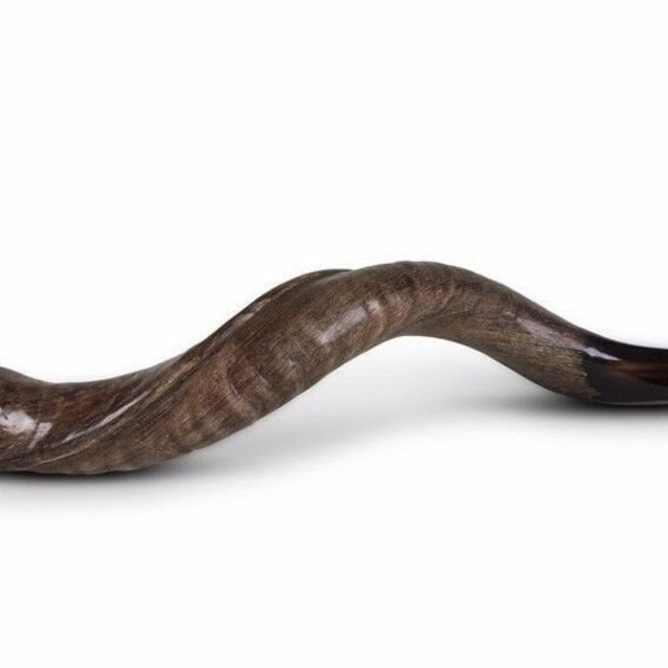 Shofar From Israel - Etsy