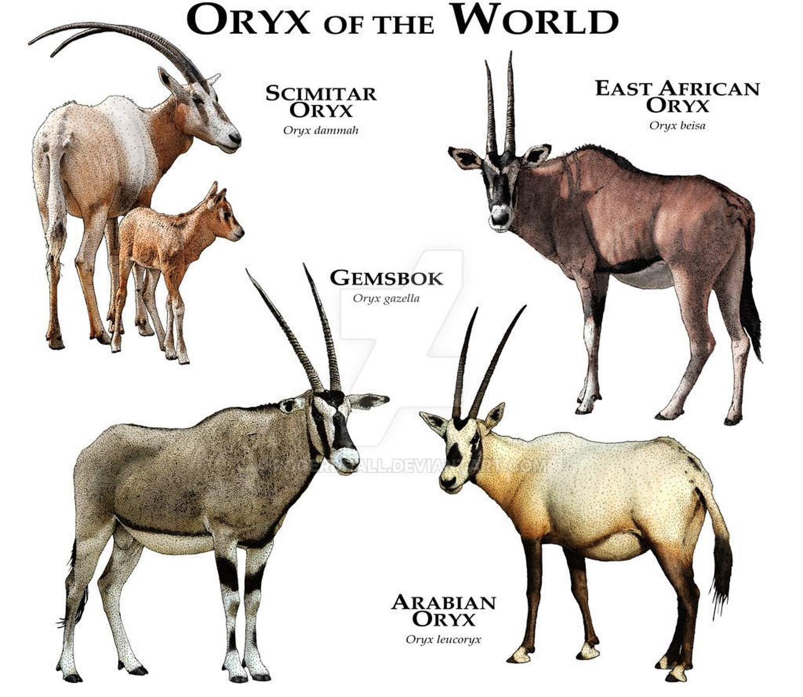 Full Polished ORYX Gemsbok 28-30 Inch Long ORYX Shofar Large SHOFAR Ram ...