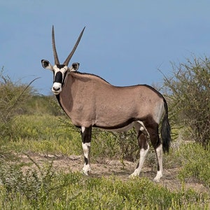 Full Polished ORYX Gemsbok 28-30 Inch Long ORYX Shofar Large SHOFAR Ram ...
