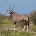 Full Polished ORYX Gemsbok 28-30 Inch Long ORYX Shofar Large SHOFAR Ram ...