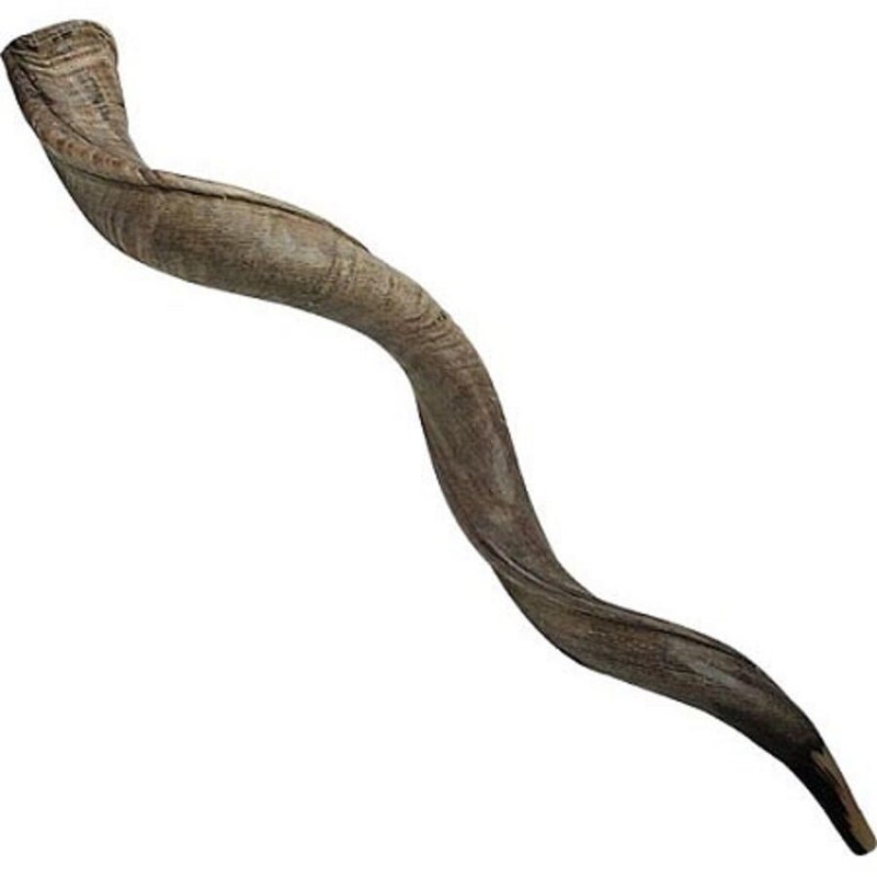 Shofar From Israel - Etsy