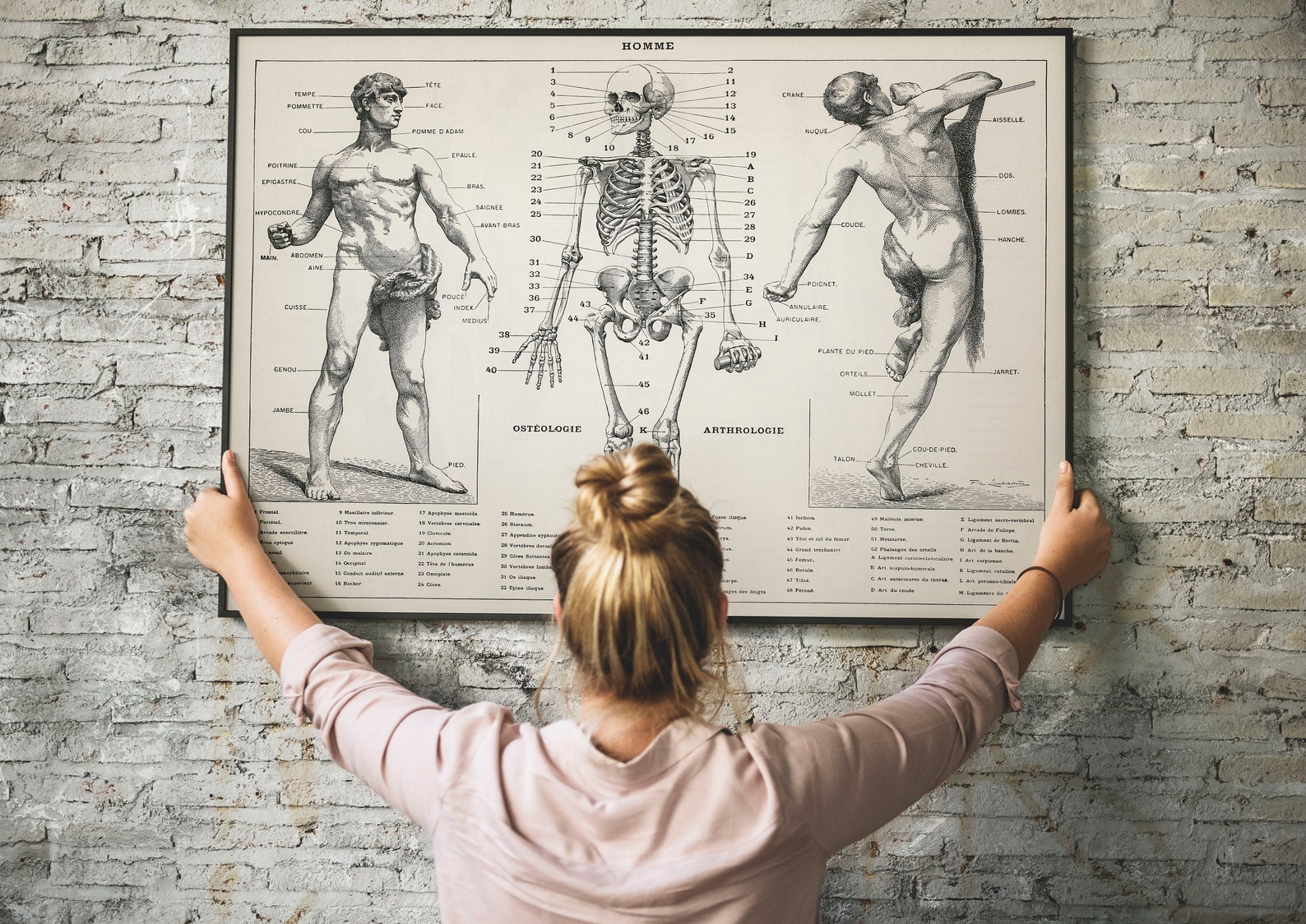 Human Anatomy Poster Anatomy Prints Macabre Art Medical - Etsy