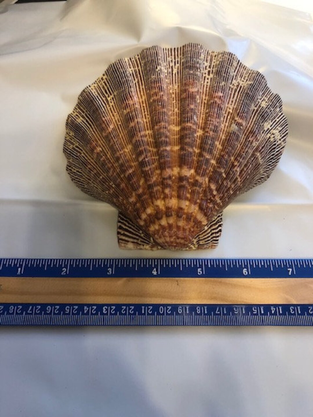 Lion Paw Shell for Smudging EXTRA LARGE - Etsy