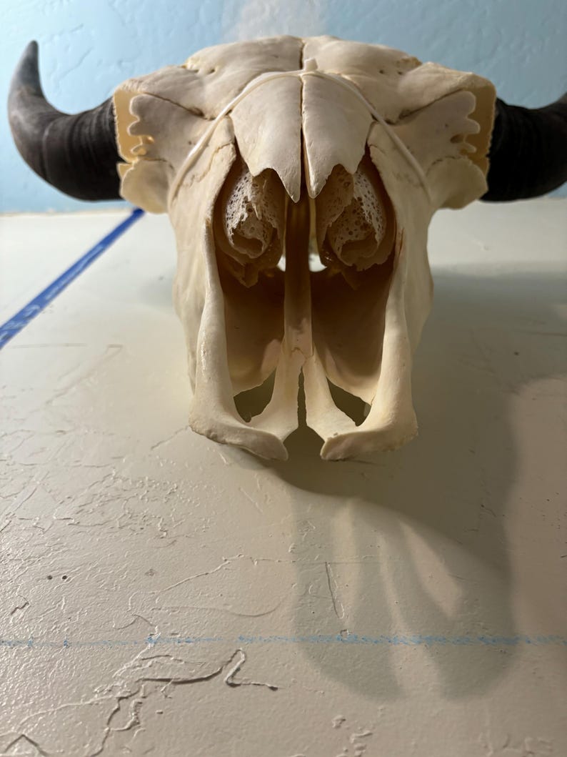 Bison Skull, REAL North American Bison buffalo With Turbinates, Natural ...