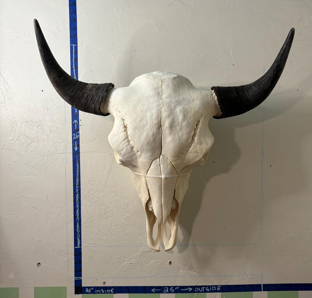Bison Skull, REAL North American Bison buffalo With Turbinates, Natural ...