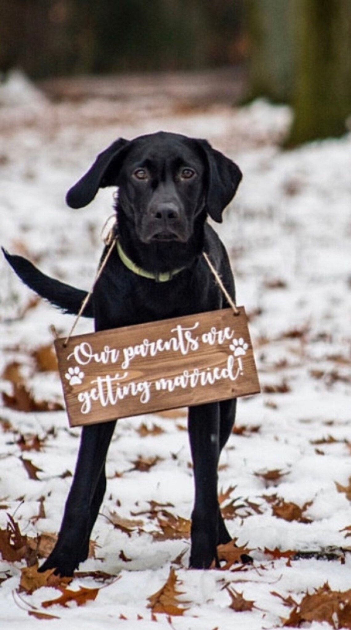 Our Parents Are Getting Married Sign-save the Date-save the | Etsy