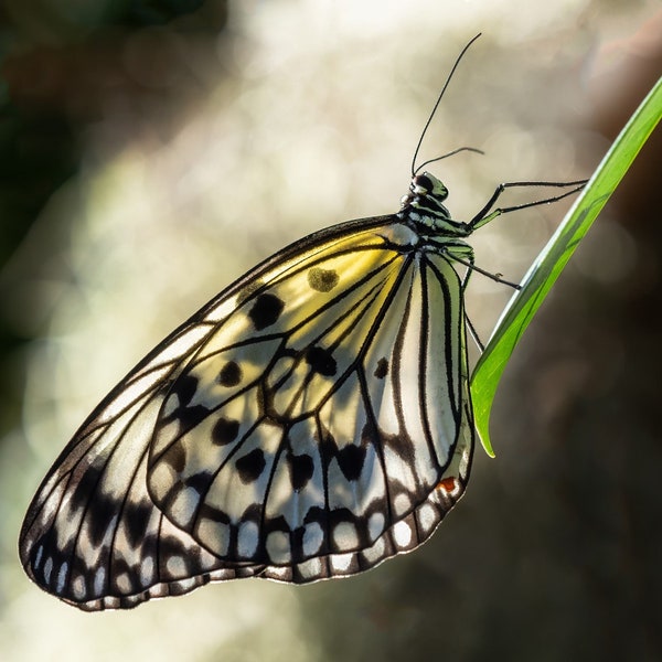 Rice Paper Butterfly - Etsy