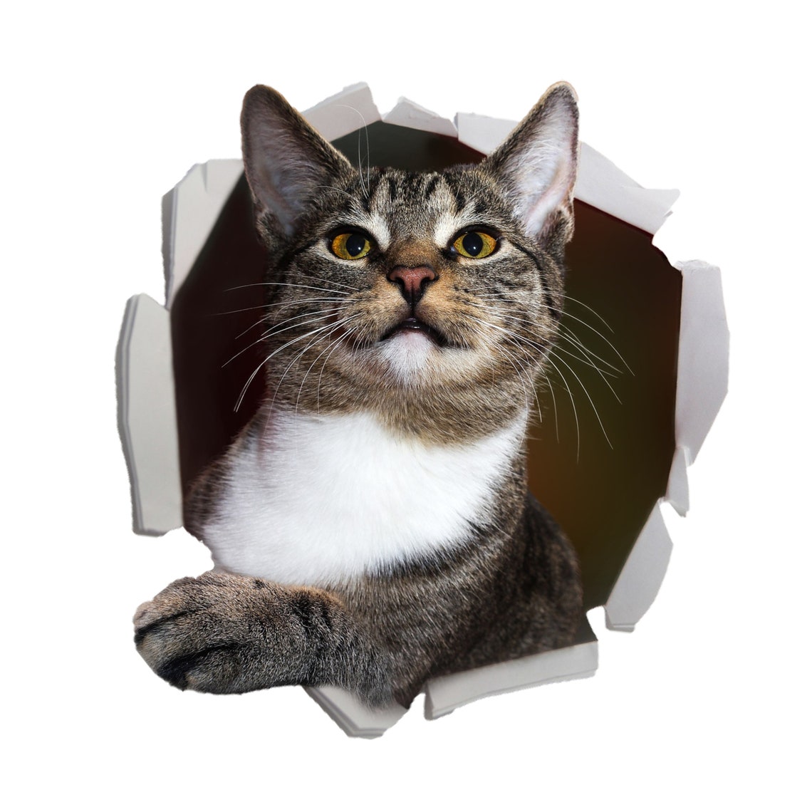 3D Wall Decal Cat in Hole Decal Funny Wall Sticker Kids - Etsy