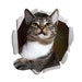 3D Wall Decal Cat in Hole Decal Funny Wall Sticker Kids - Etsy