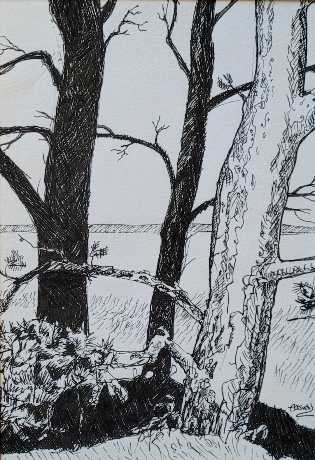 Trees in Pen and Ink Drawing of Pines Nature Sketch in Black Ink ...