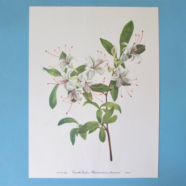 Azalea Print - Etsy