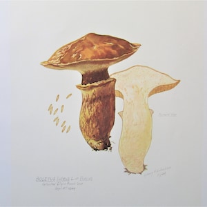 Slippery Jack Mushroom Botanical Art Print, Color Plate/ Fungus ...