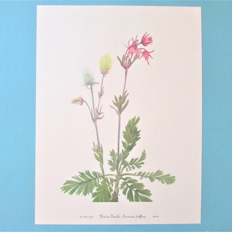 Prairie Smoke Flower - Etsy