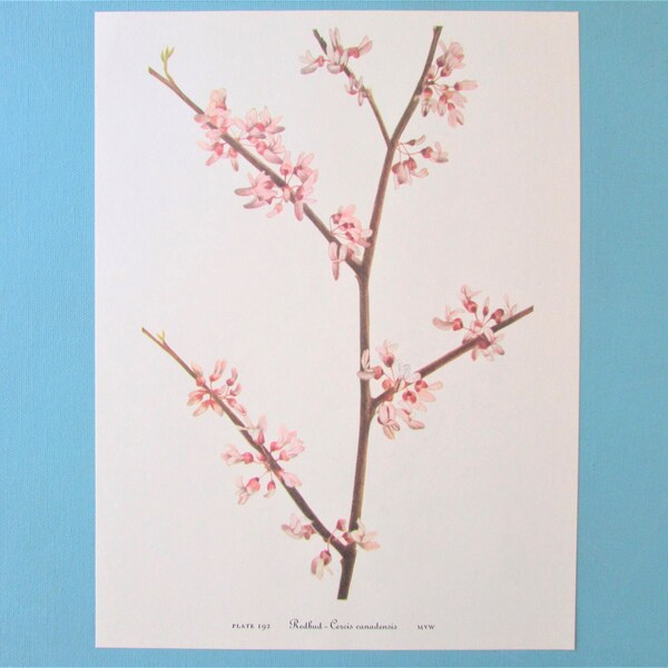 Eastern Redbud - Etsy