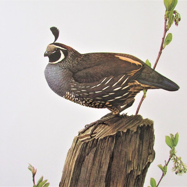 Quail Art - Etsy