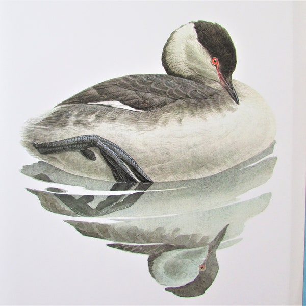 Grebe - Etsy