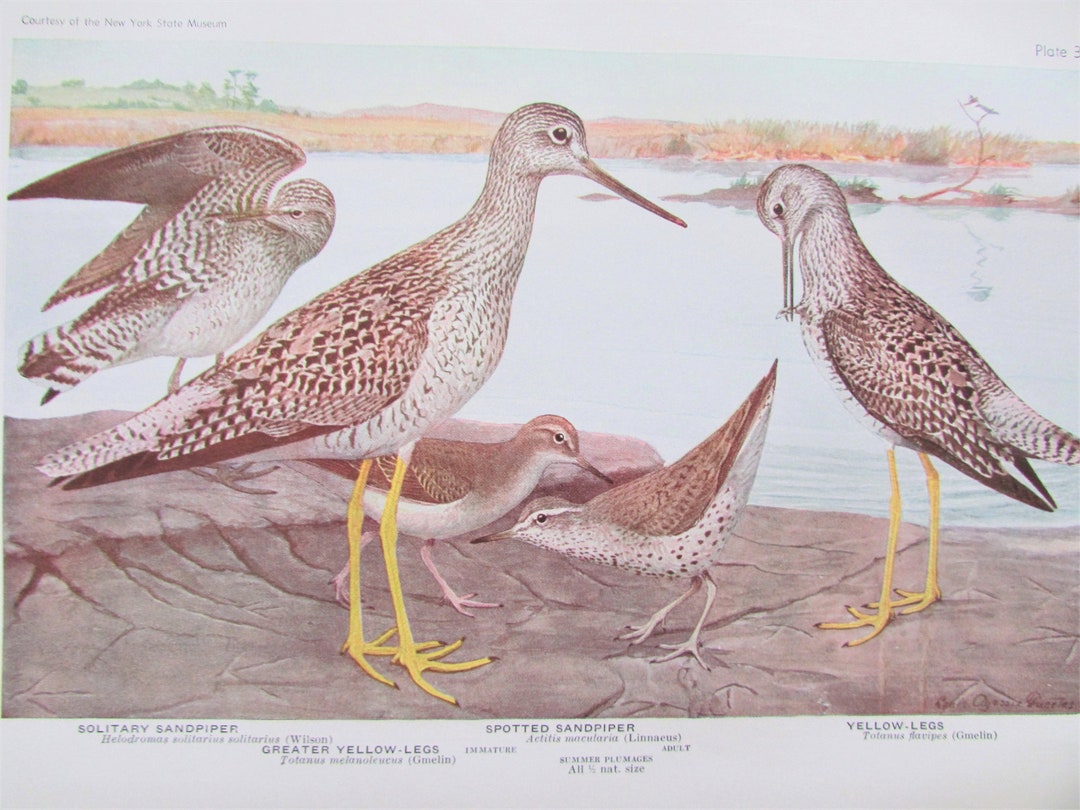 Sandpipers, Yellow Legs Bird Print, Book Plate/ 1930's Spotted ...
