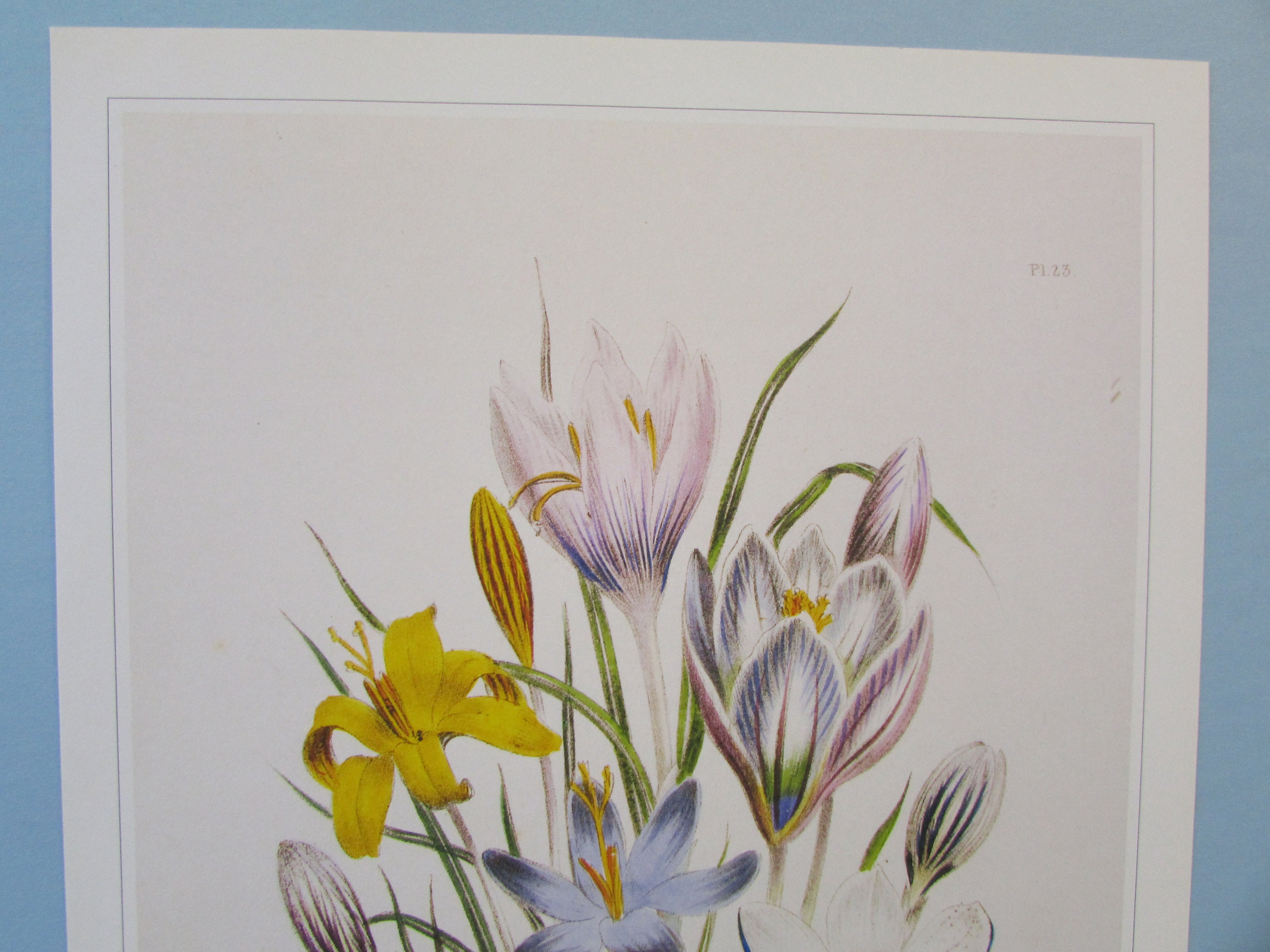 Garden Flowers Crocus Botanical Art Print/ Crocus Bouquet | Etsy
