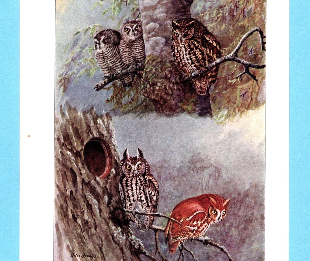 Western & Eastern Screech Owl Bird Art Print/ Old Kennicott Owl, Forest ...