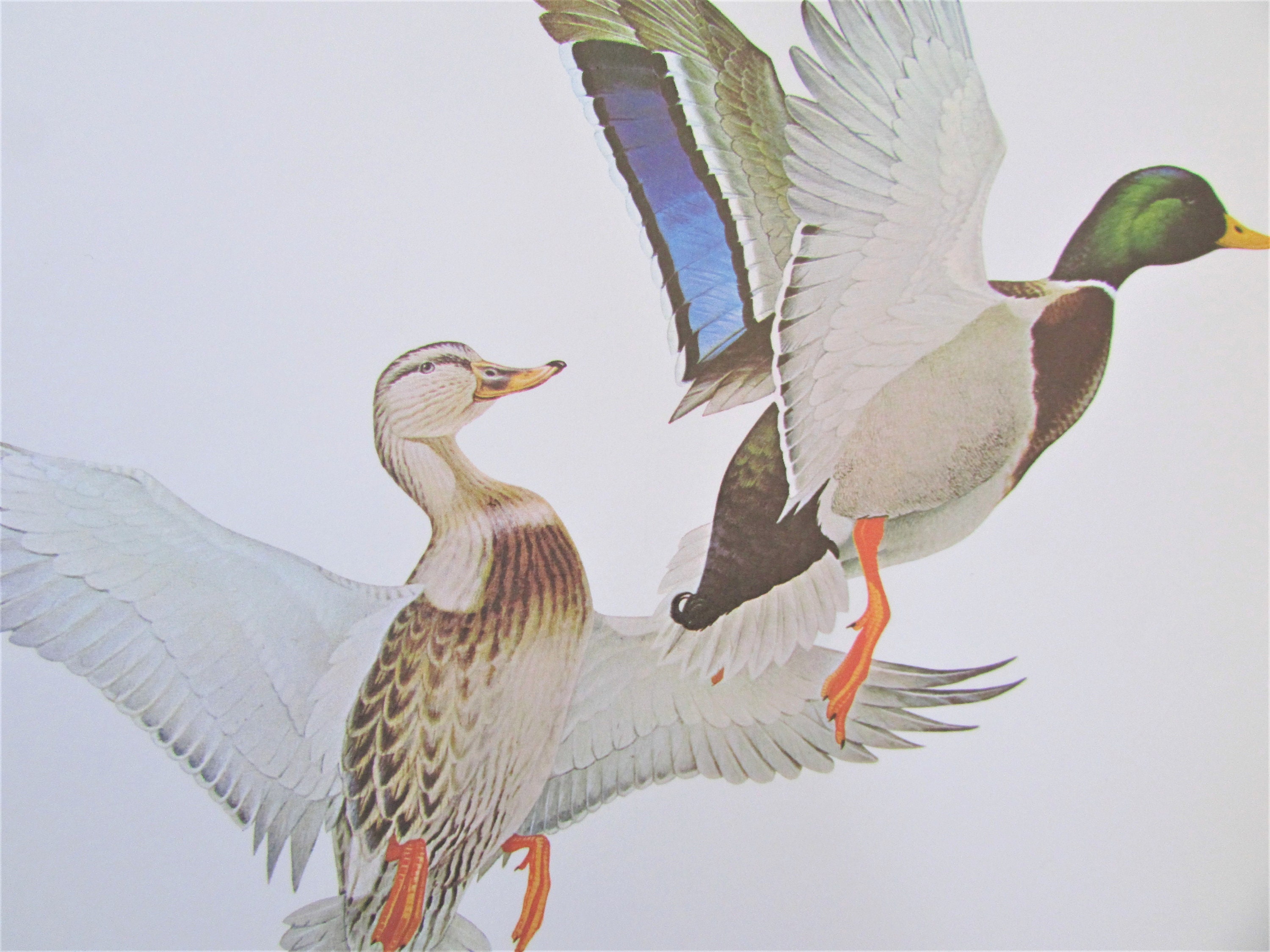 Mallard Duck Bird Art Print, Book Plate/ 1960's Large Waterfowl Book ...