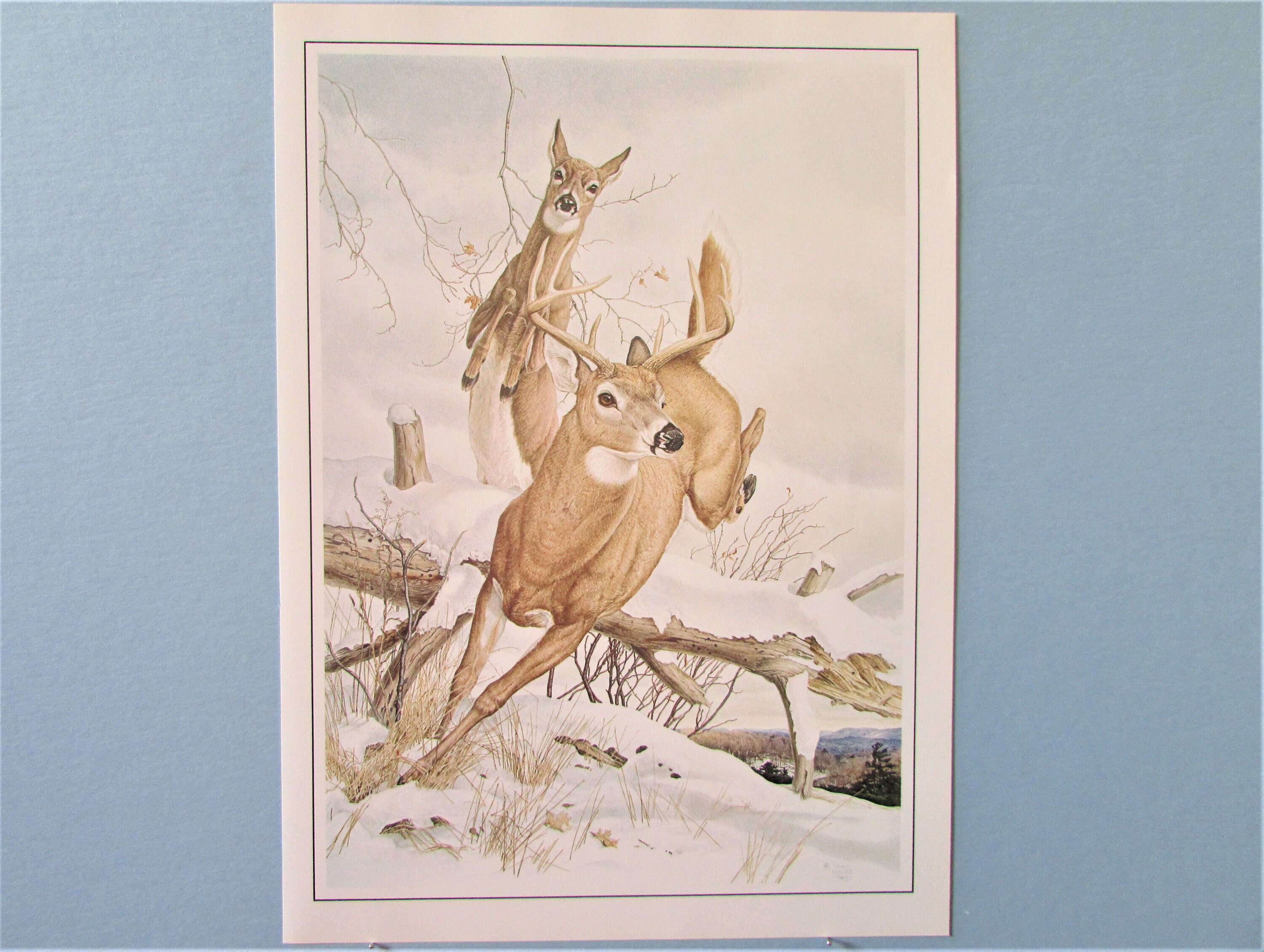 White Tailed Deer Animal Art Print, Book Plate/ Large Northern Wild ...