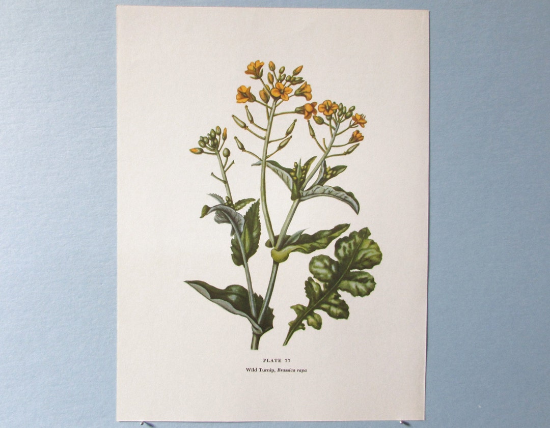 Wilde Blume Rübe Rapini botanischer Art Print / Vintage Wildflower Book ...