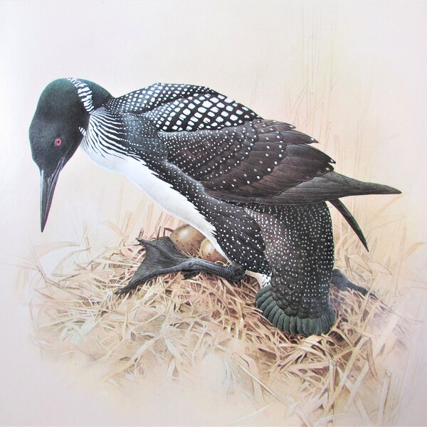 Common Loon Print - Etsy