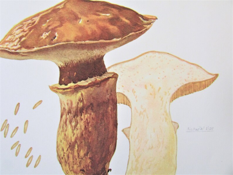 Slippery Jack Mushroom Botanical Art Print, Color Plate/ Fungus ...