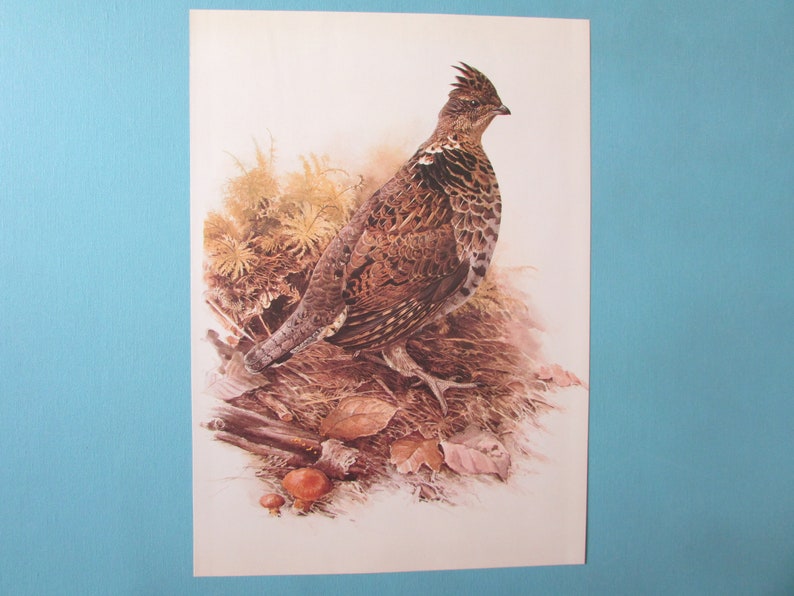 Ruffed Grouse Bird Art Print Book Plate/ 1970's Large | Etsy