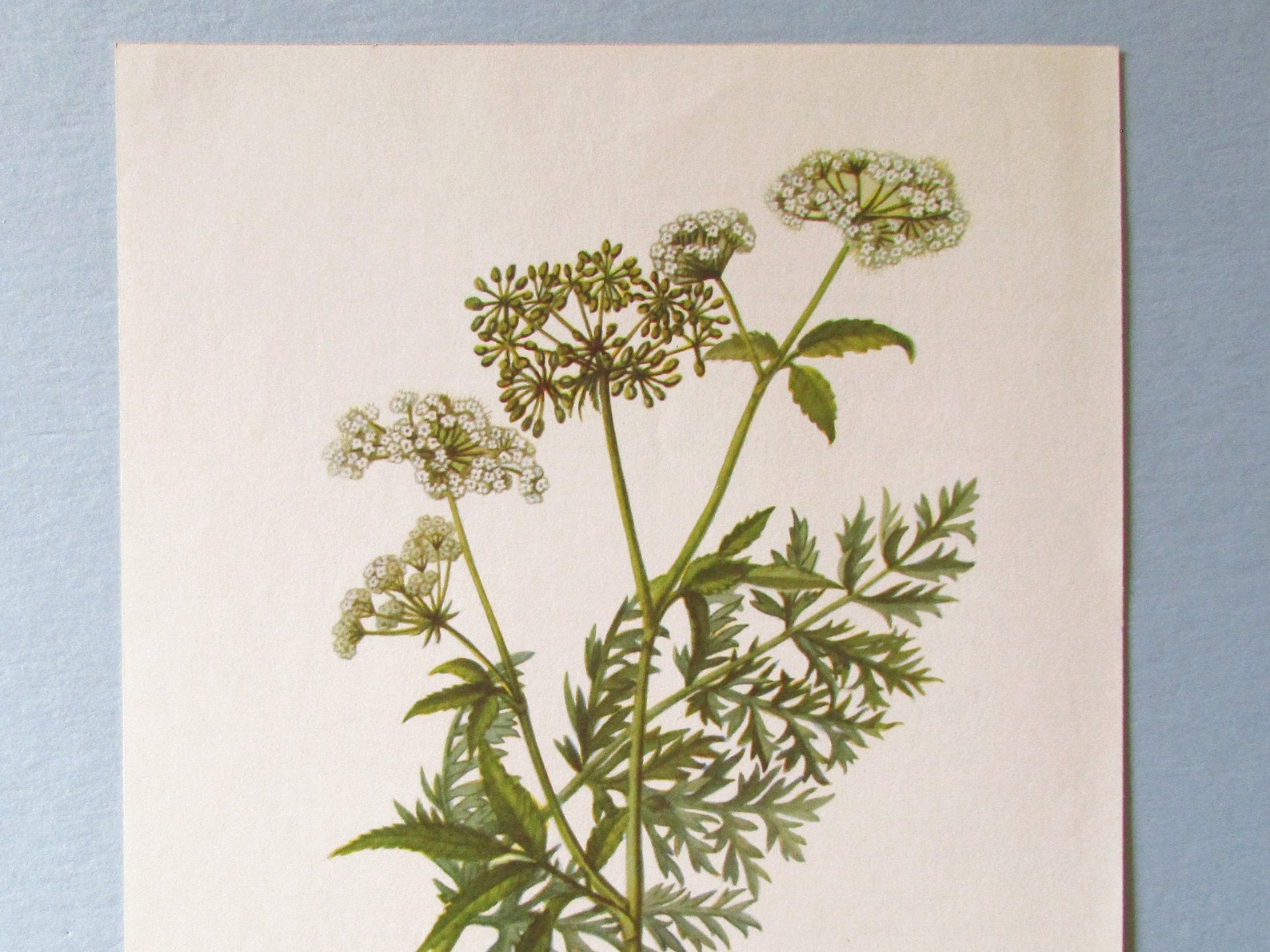 Wild Flower Water Parsnip Botanical Art Print/ Vintage - Etsy