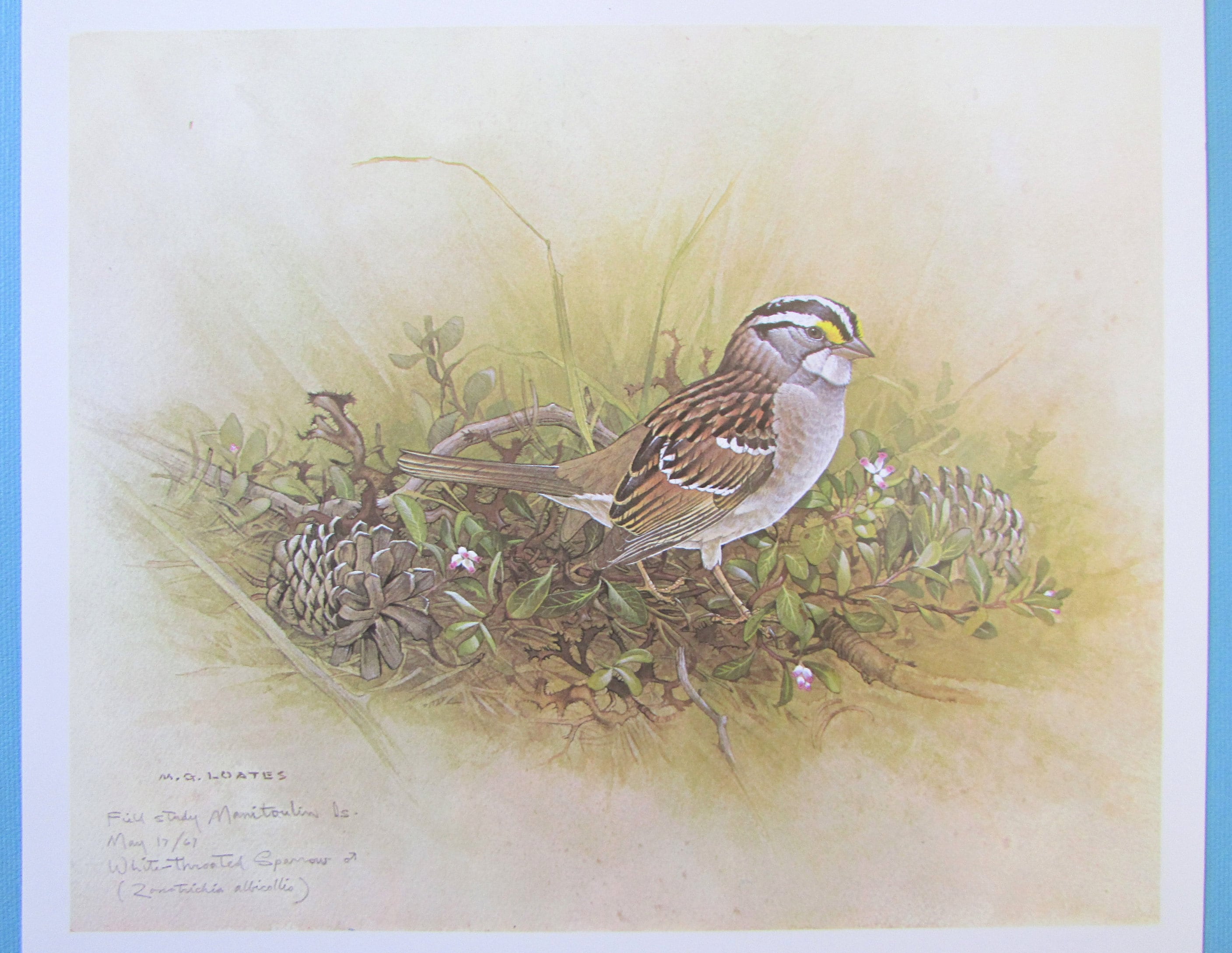 Glen Loates for sale | Only 3 left at -60%