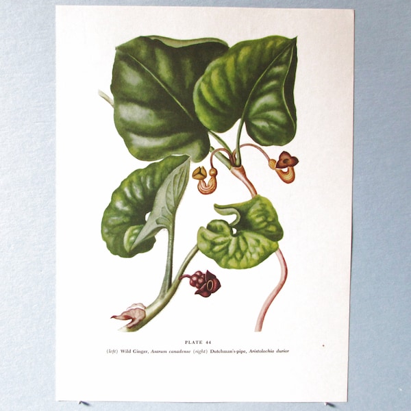 Wild Ginger Art - Etsy