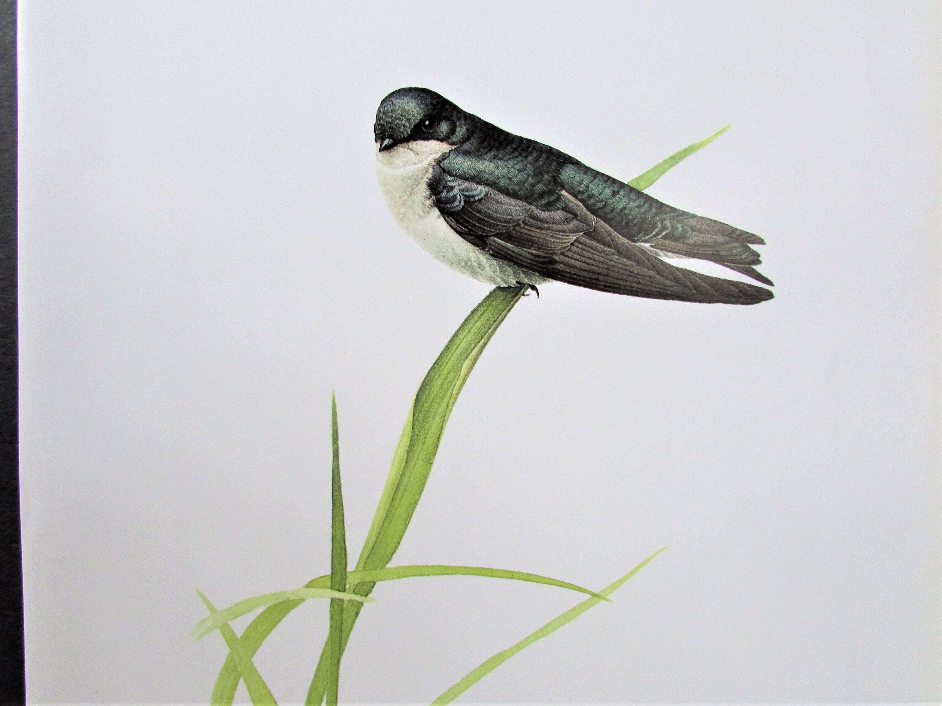 Tree Swallow Bird Art Print Book Plate/ 1960's Large - Etsy