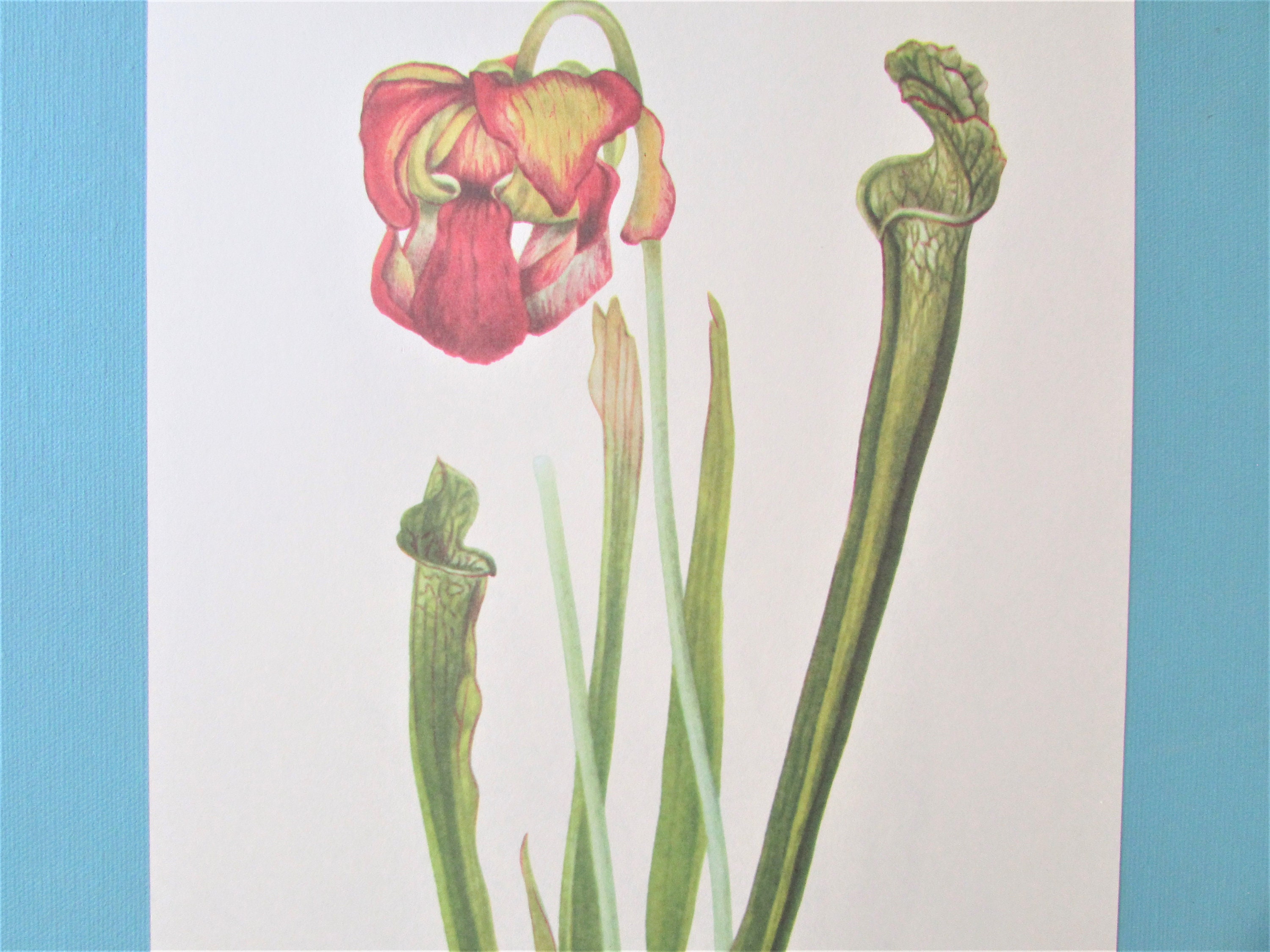 Wild flower Purple Pitcher Plant Botanical Print Color Plate/ | Etsy
