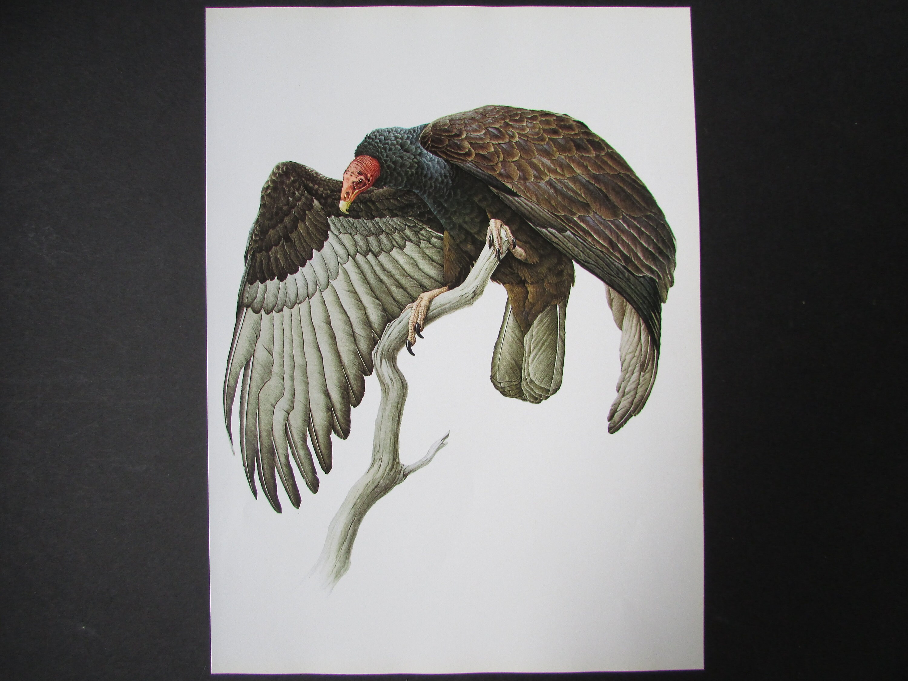Turkey Vulture Bird Art Print Book Plate/ 1960's Bird of | Etsy