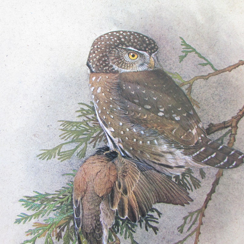 Pygmy Owl - Etsy