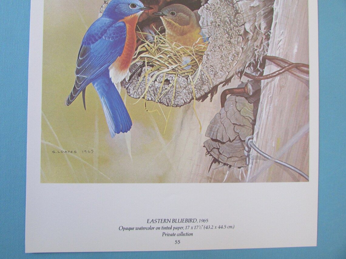 Eastern Bluebird Bird Art Print, Book Plate/ 1960's Forest Bird ...
