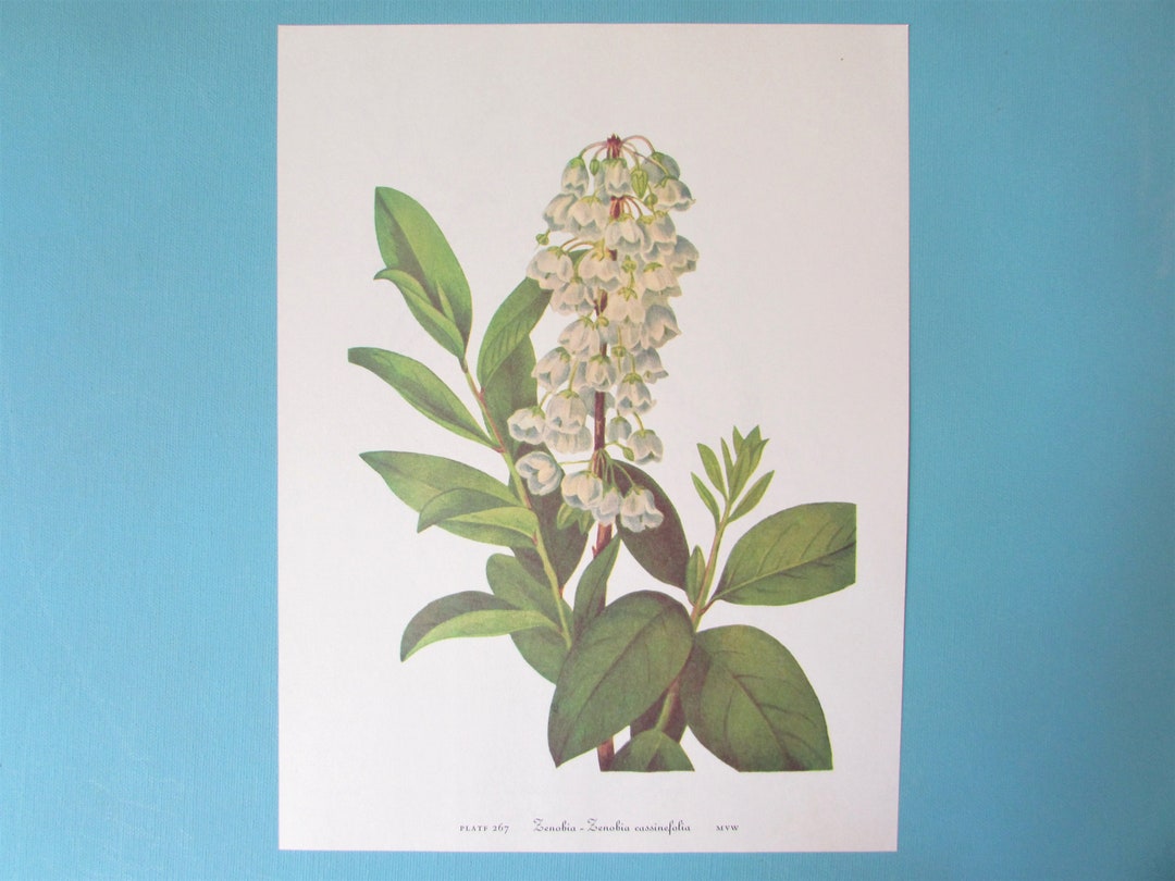Wild Flower Zenobia Print Color Plate/ Vintage Wildflower - Etsy