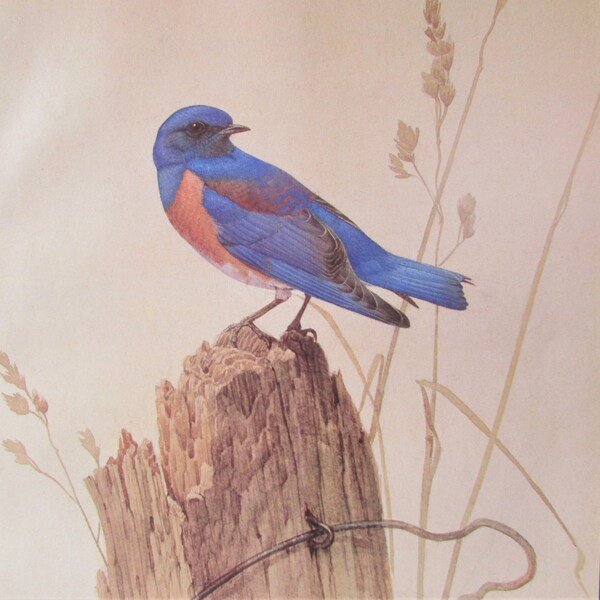 Bluebird Print - Etsy